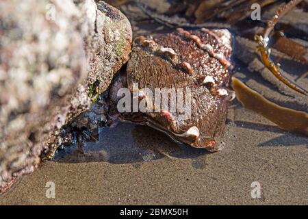 Wavy Turban sea snail (Megastraea undosa) extended out of shell, from the side, head and siphon ...