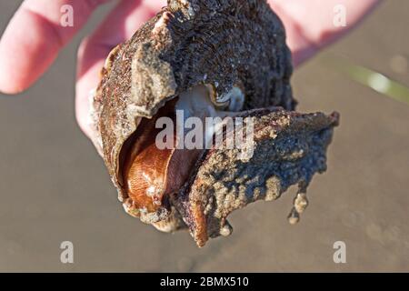Hand holding a Wavy Turban sea snail (Megastraea undosa), showing the animal extended out of the ...