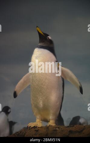 Gentoo penguin in zoo, Frankfurt am Main (Germany Stock Photo - Alamy