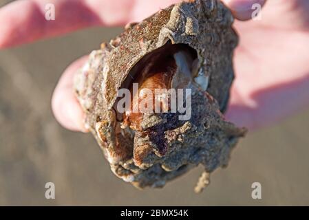 Wavy Turban sea snail (Megastraea undosa) extended out of shell, from the side, head and siphon ...