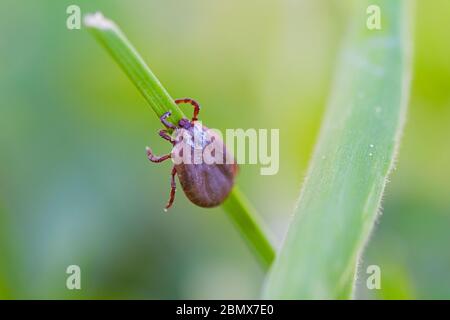 Lyme disease - Bacterial infection transmitted by ticks and can cause ...