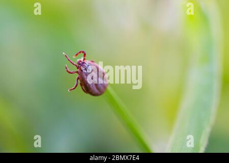 Lyme disease - Bacterial infection transmitted by ticks and can cause ...