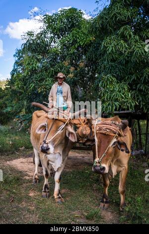 Man driving a cart pulled by an ox on a busy street, Delhi, India Stock ...
