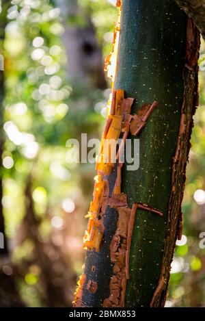 Bursera simaruba tree (Tourist tree, Gumbo-limbo, Copperwood or Stock ...