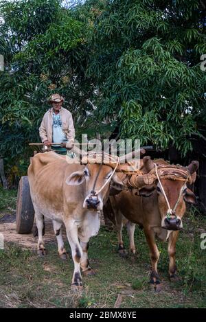 Man driving a cart pulled by an ox on a busy street, Delhi, India Stock ...