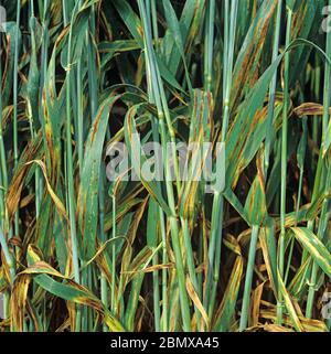 Net blotch of barley - fungal disease on barley. Can cause yield losses ...