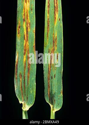 Net blotch (Pyrenophora teres) necrotic disease lesions on barley ...