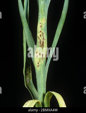 Rust pustules Puccinia dianthi erupting on the leaf base of a carnation ...