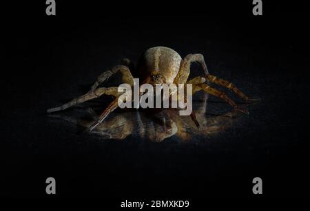 Rustic wolf spider Stock Photo - Alamy