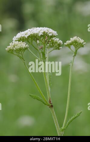Yarrow (Achillea millefolium) in bloom on sunny day in orchard Stock ...