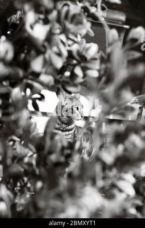 Toyger cat standing and looking away on white background Stock Photo ...