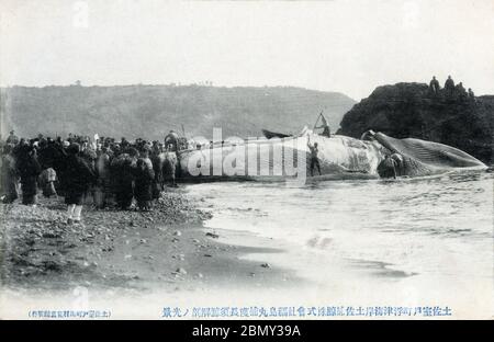 [ 1910s Japan - Flensing a Whale ] — Japanese workers flensing a whale ...
