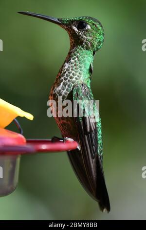 The green-crowned brilliant is species of hummingbird in the ...