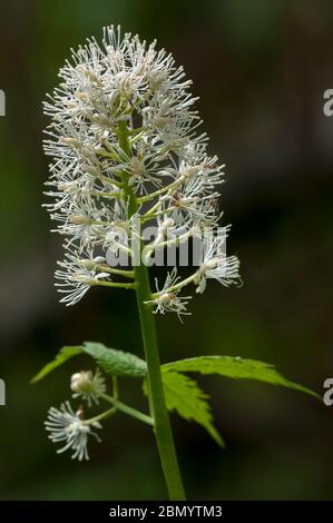 White baneberry flower (Actaea pachypoda) in woodland in southwestern ...