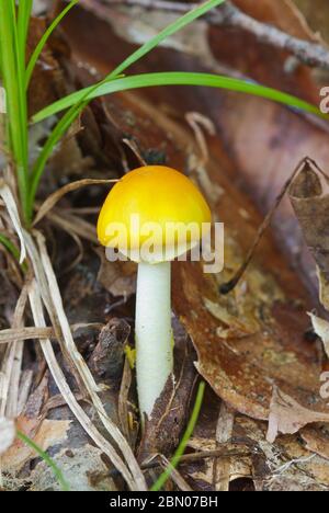 Yellow mushroom, Bolbitius titubans, also known as Sunny side up ...