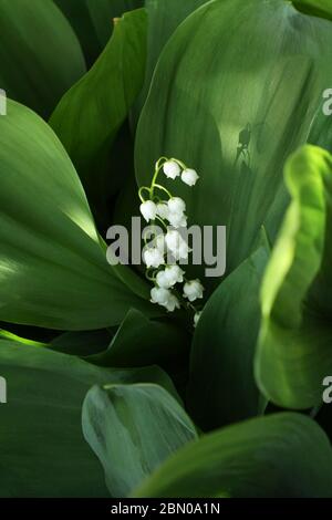 Spring flower lily of the valley. Lily of the valley. Flower Spring Sun ...