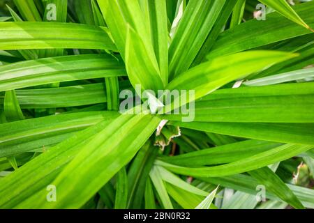 Pandan leaves (Pandanus amaryllifolius Stock Photo - Alamy