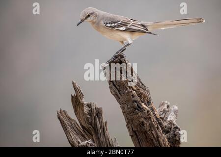 Northern Mockingbird, Tortolita Mountains, Marana, near Tucson, Arizona ...