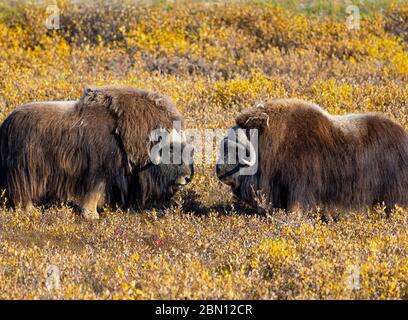 Musk ox (Ovibos moschatus) two in habitat, Wrangel Island, Far Eastern ...