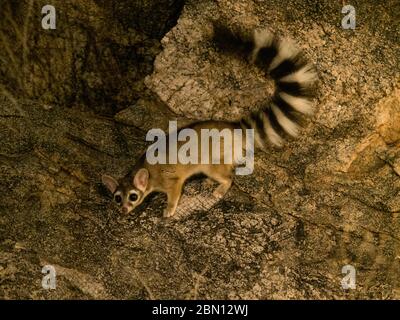 Ringtail, Tortolita Mountains, Marana, near Tucson, Arizona Stock Photo ...