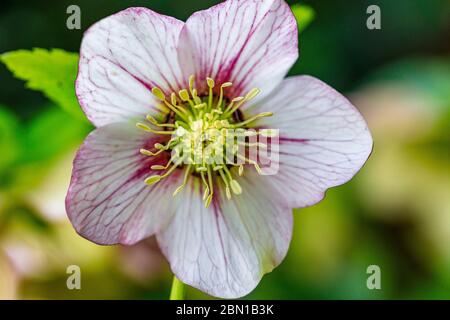 Hellebore, Open black hellebore flower head on a stem in side view ...