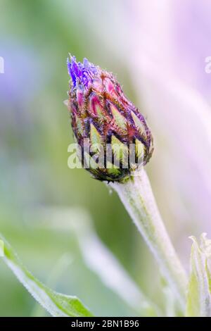 Mountain bluet Centaurea montana blue flower Stock Photo - Alamy