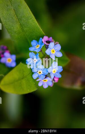A macro of the texture of the blue flower of Scorpion grasses, Myosotis ...