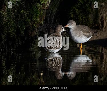 close up shot of two birds on grass Stock Photo - Alamy