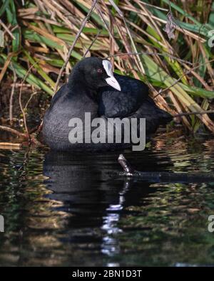 Vertical shot of eurasian coot in beach holding his food with teeth ...