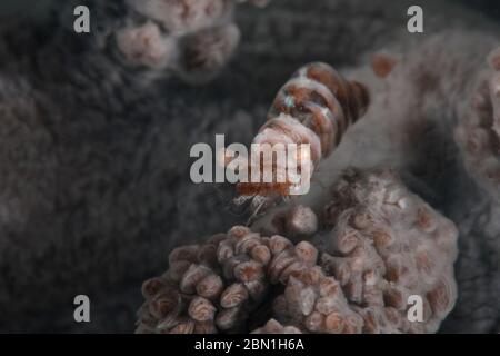 Humpback Soft Coral Shrimp (Hippolyte dossena). Underwater macro ...