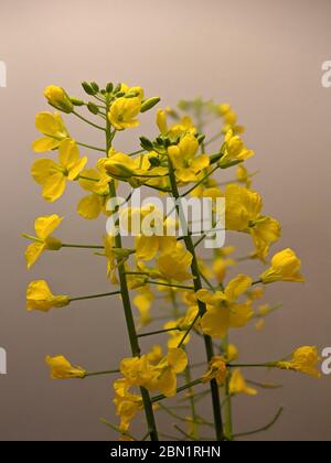 Ornamental kale flowers Stock Photo - Alamy