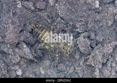 common darter , Sympetrum striolatum, nymph on white background ...