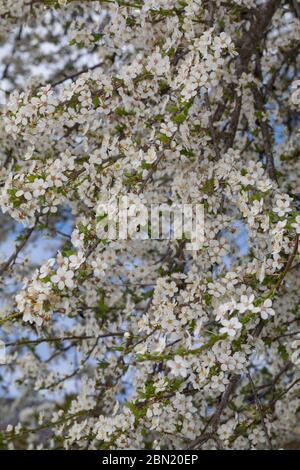 Cherry plum, Myrobalan plum (Prunus cerasifera), yellow cherry plums on ...