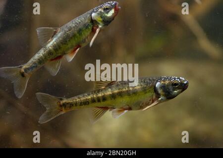 minnow, Eurasian minnow (Phoxinus phoxinus), male in nuptial ...