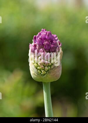 Close-up of a purple round allium flower in a modern shop with various ...