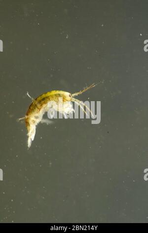 Demon shrimp, Dikerogammarus haemobaphes, invasive shrimp species ...
