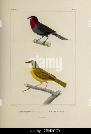 Grey-headed Tanager (Eucometis penicillata stictothorax) adult perched ...