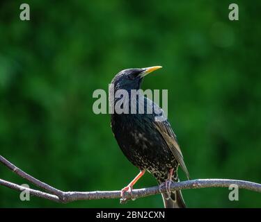 The European starling is a medium-sized passerine bird in the starling ...