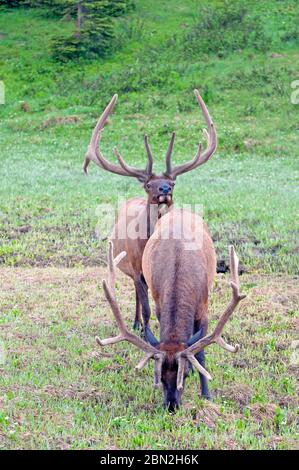 Angry bull elk Stock Photo - Alamy