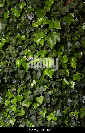 Hedera hibernica - Atlantic ivy, Irish ivy Stock Photo - Alamy