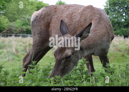 Doe Eating Nettles Stock Photo - Alamy