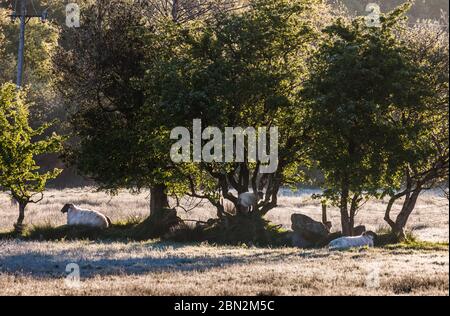 Ballingeary, Cork, Ireland. 12th May, 2020. A herd of sheep grase on a ...