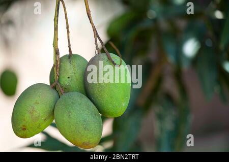 semi-ripe Tommy Atkins mangoes growing in a garden in Ntinda, a suburb ...