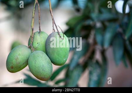 semi-ripe Tommy Atkins mangoes growing in a garden in Ntinda, a suburb ...