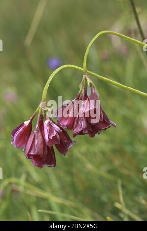 lauch - allium Stock Photo - Alamy