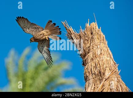 Common Kestrel Taking Off Stock Photo - Alamy