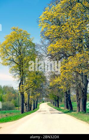 oak alley in park in early autumn Stock Photo - Alamy