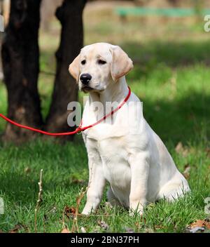 the sweet nice yellow labrador playing at the seashore in summer Stock ...