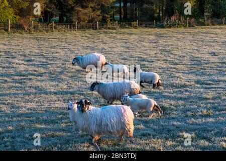 Ballingeary, Cork, Ireland. 12th May, 2020. A herd of sheep grase on a ...