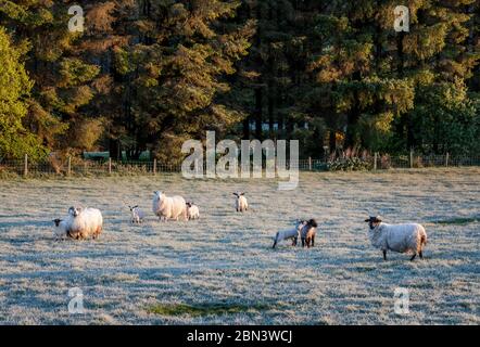 Ballingeary, Cork, Ireland. 12th May, 2020. A herd of sheep grase on a ...